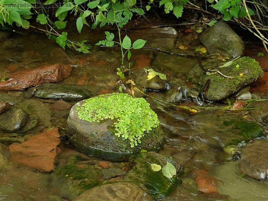 Mech o działaniu cannabis? | F2seeds.com